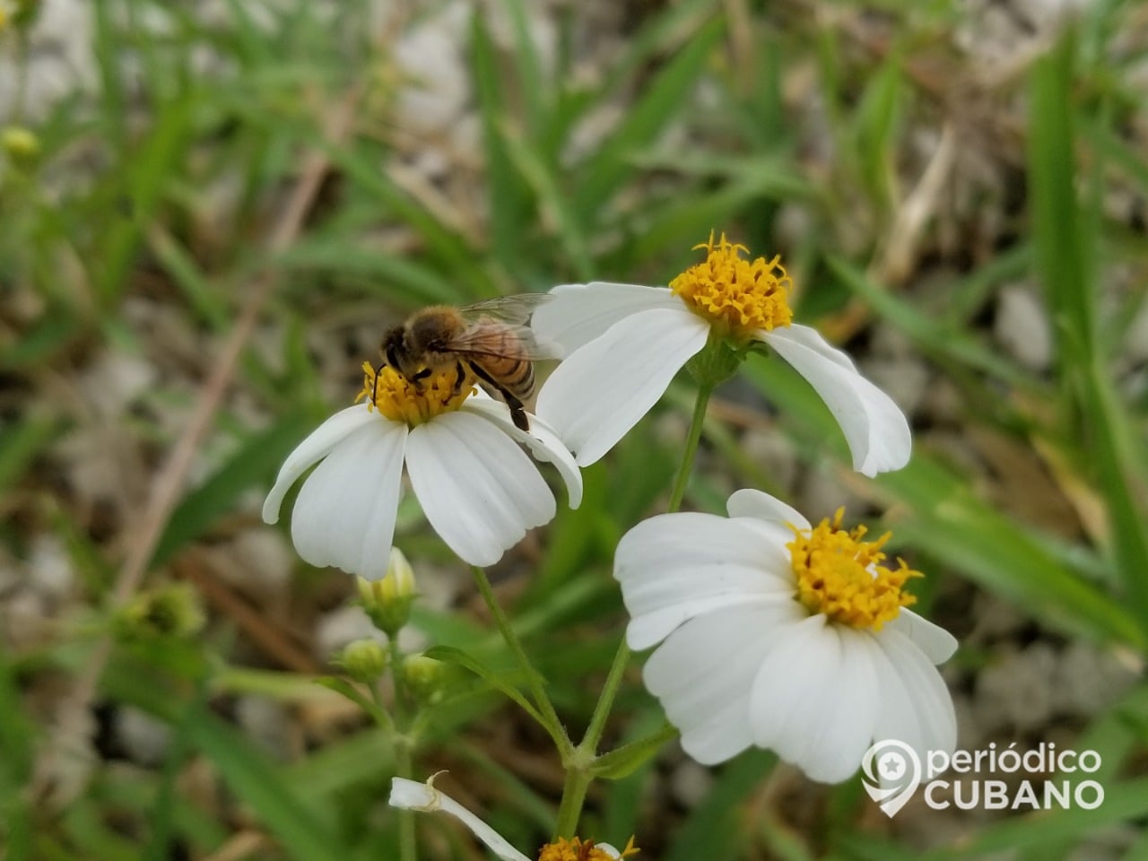 Gobierno cubano llama a sembrar romerillo, jengibre y anamú para ...