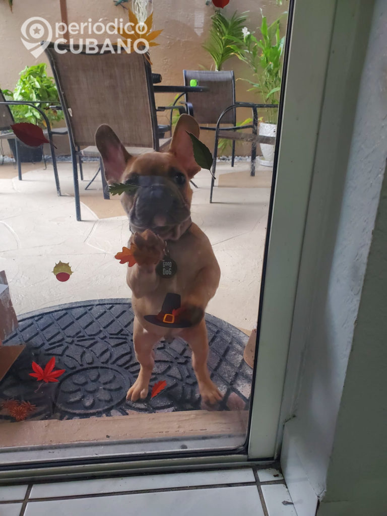 Bulldog francés en camino a ser el perro más popular de EEUU