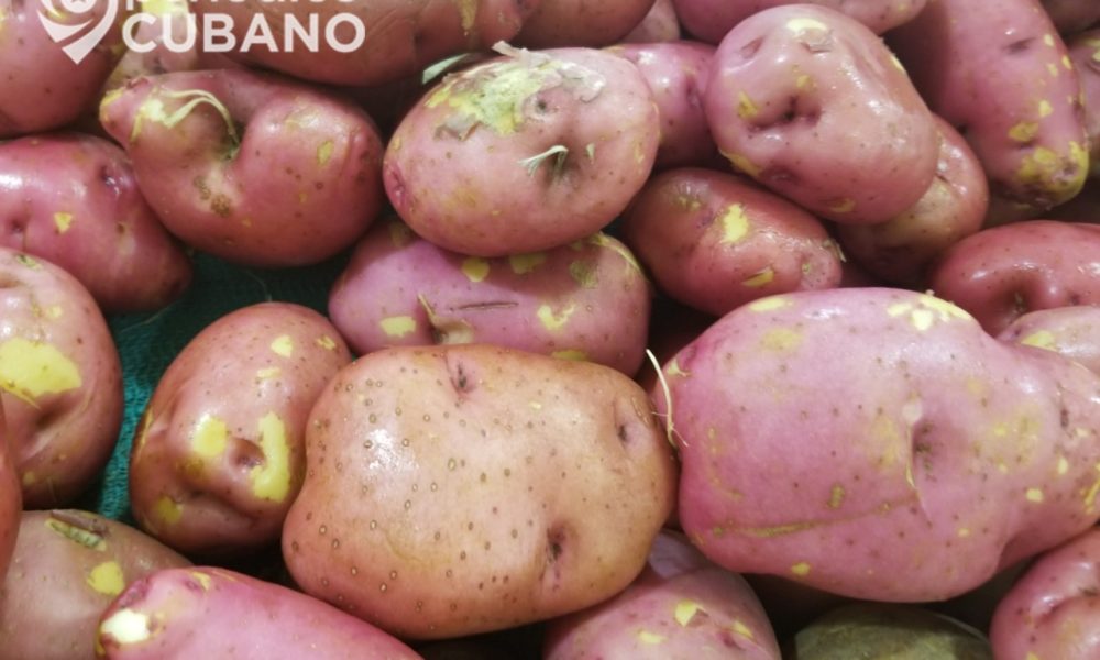 Resolución oficial duplica el precio de la papa en Cuba