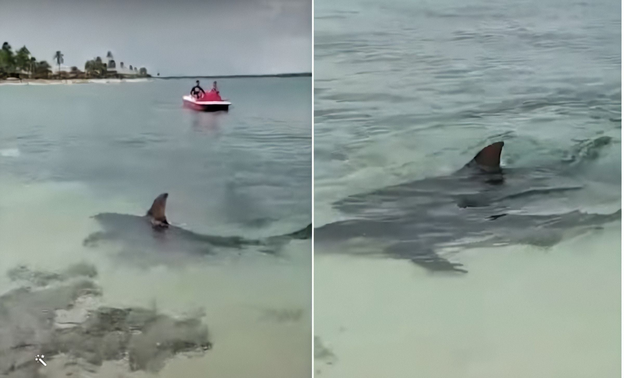 Tres tiburones sorprenden a bañistas cubanos en una playa de Camagüey