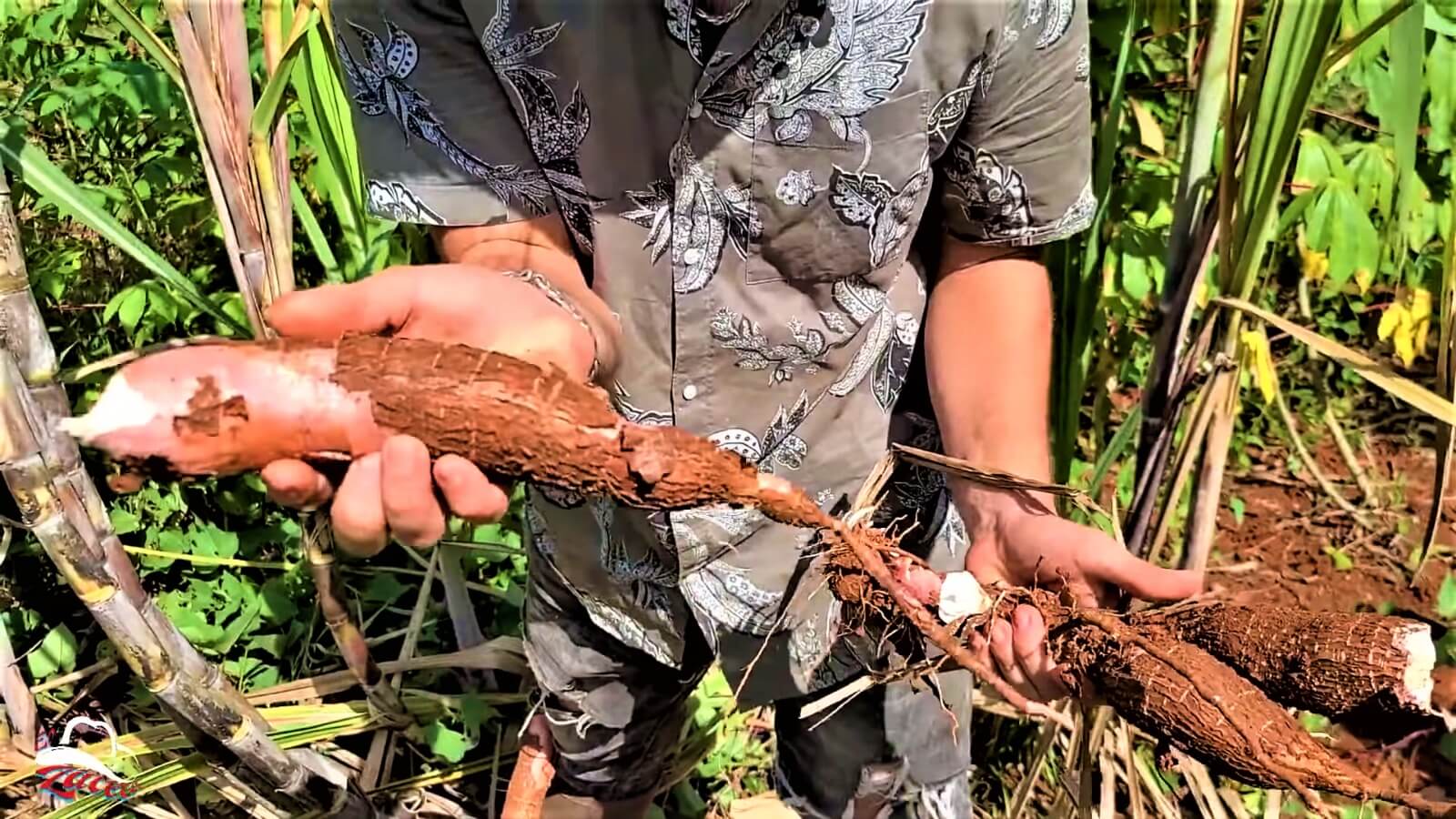 Helado de catibía hecho con yuca rallada ¡Ahora sí que Cuba avanza!