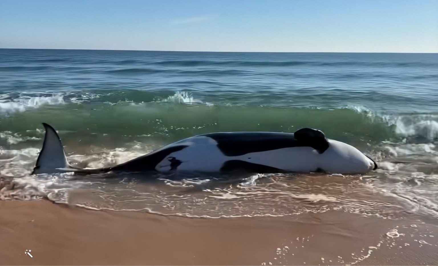 Orca de gran tamaño aparece varada en una playa de Florida
