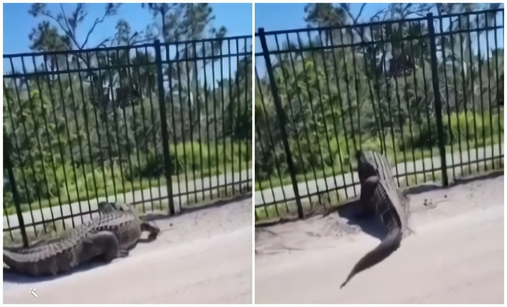 Enorme caimán en Florida atraviesa los barrotes de una reja sin dificultad