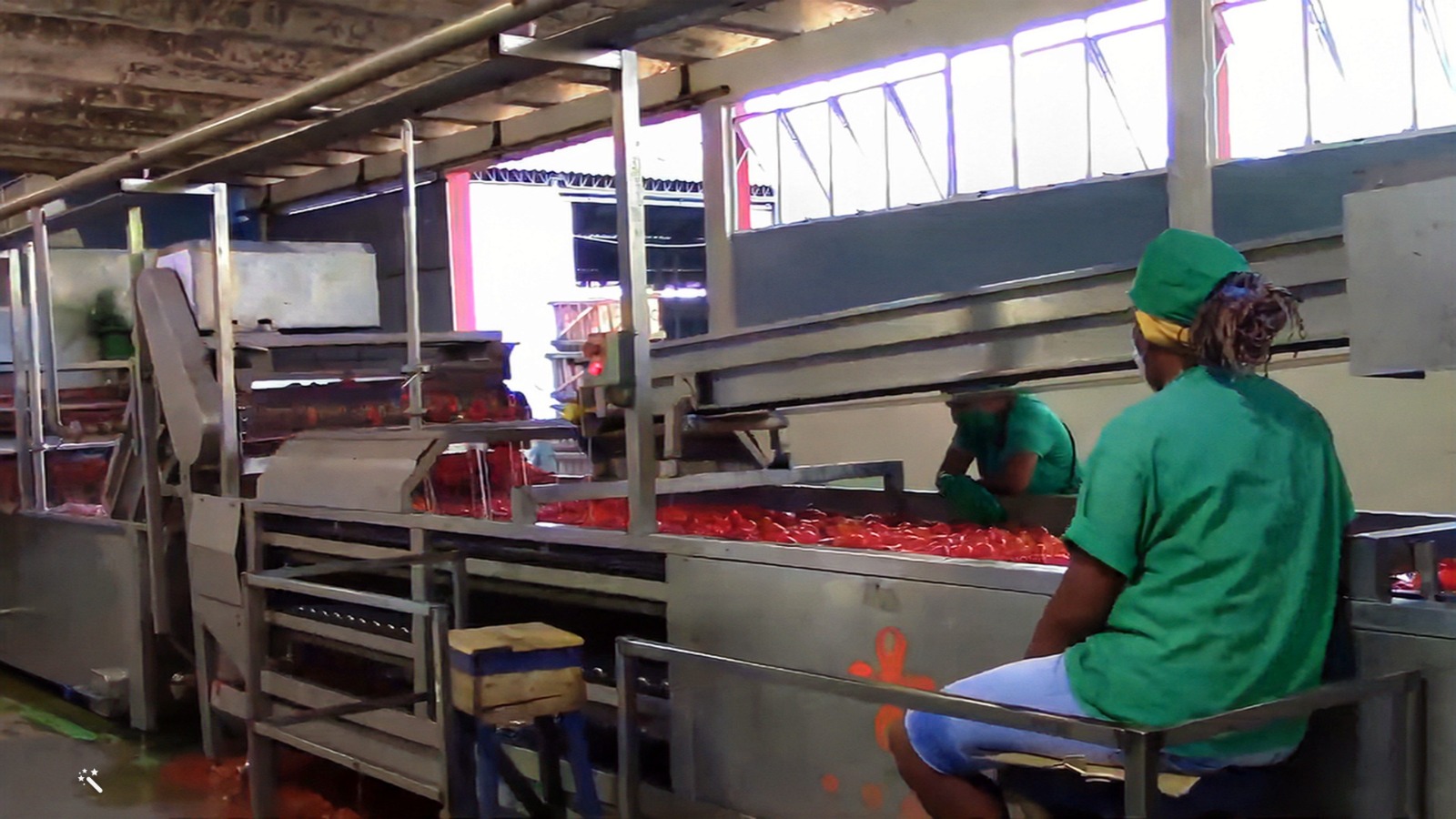 Industria de conserva en Ciego de Ávila procesa menos tomate por crisis ...