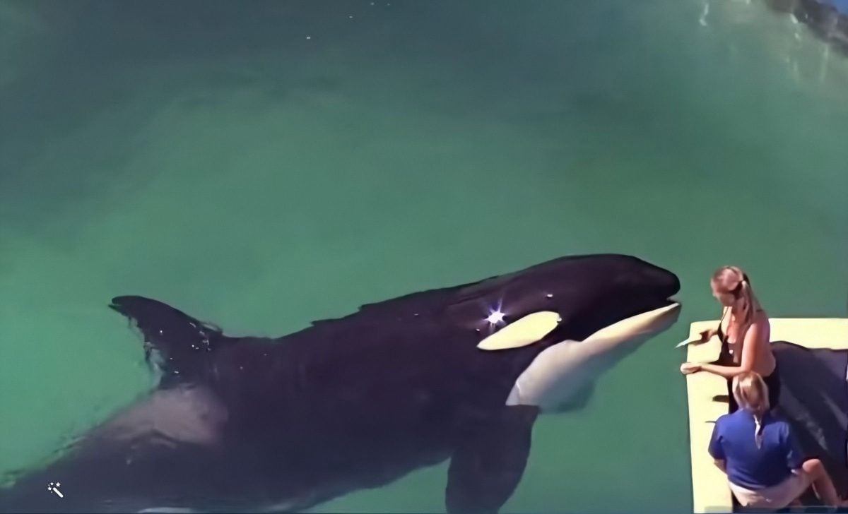La orca Lolita será liberada luego de cinco décadas en el acuario de Miami