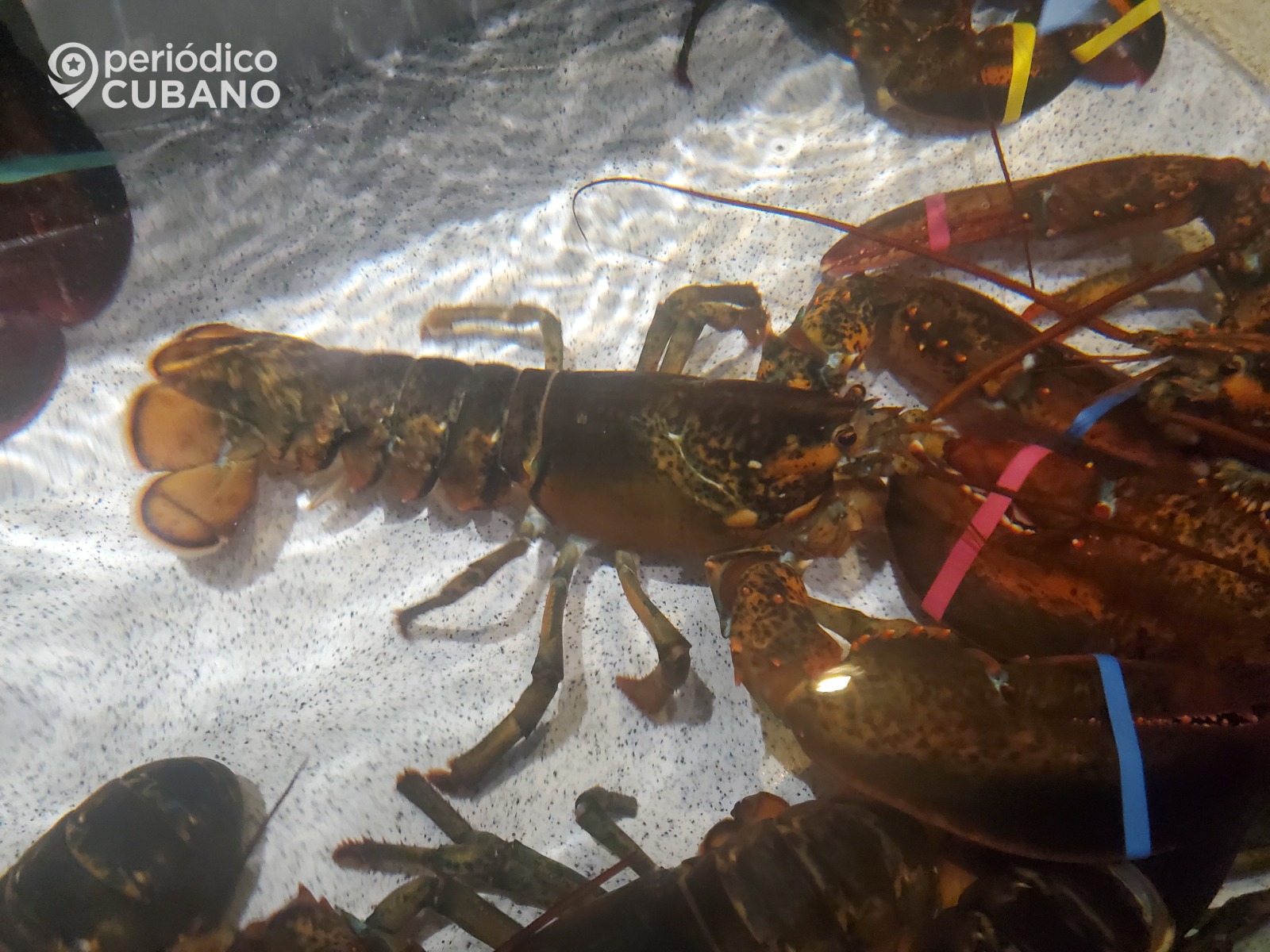 Gobierno cubano decomisó 29.4 toneladas de peces y 14.1 de crustáceos ...