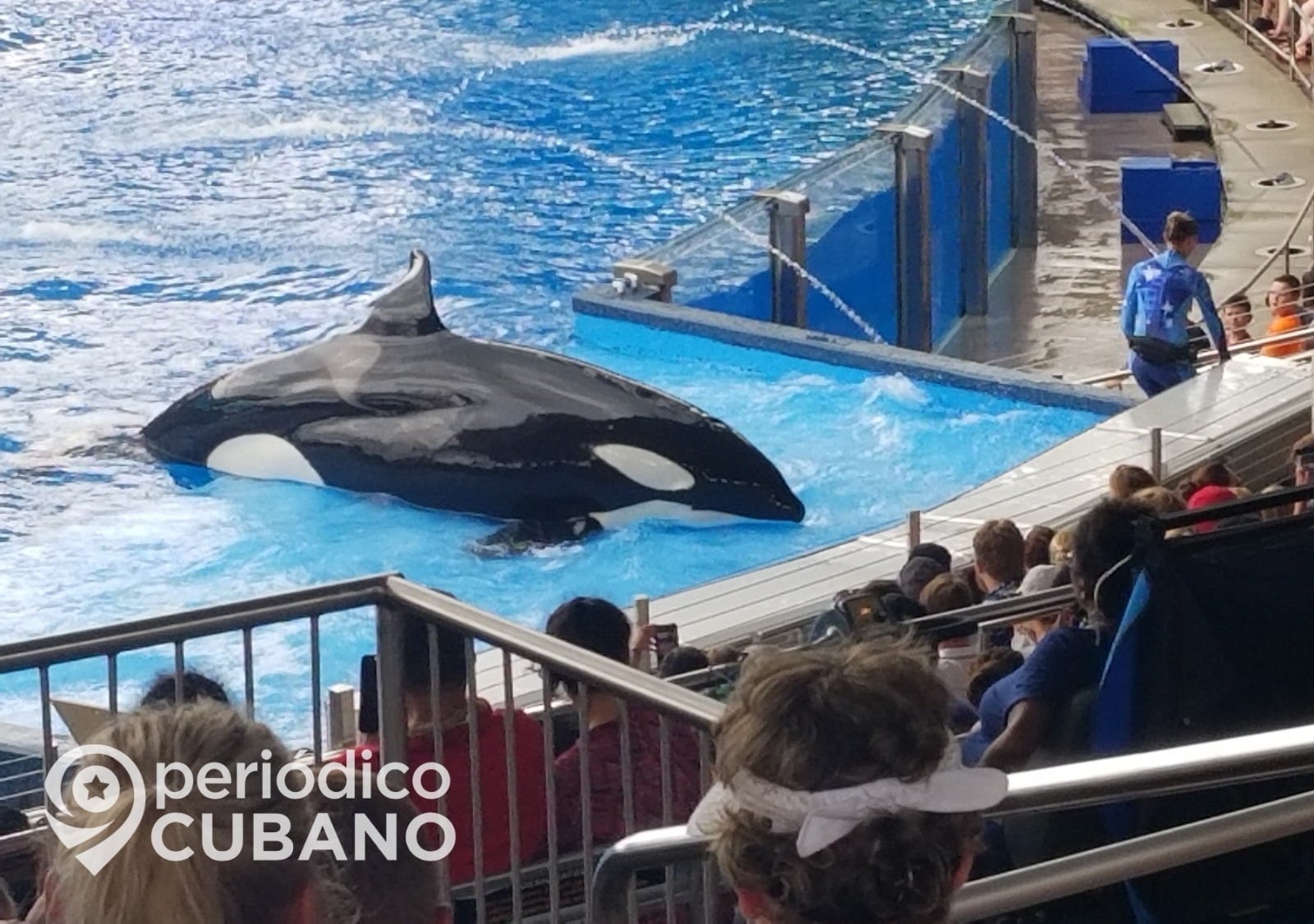Historias de Willy, Shamu, Tilikum y Lolita las orcas más famosas del mundo
