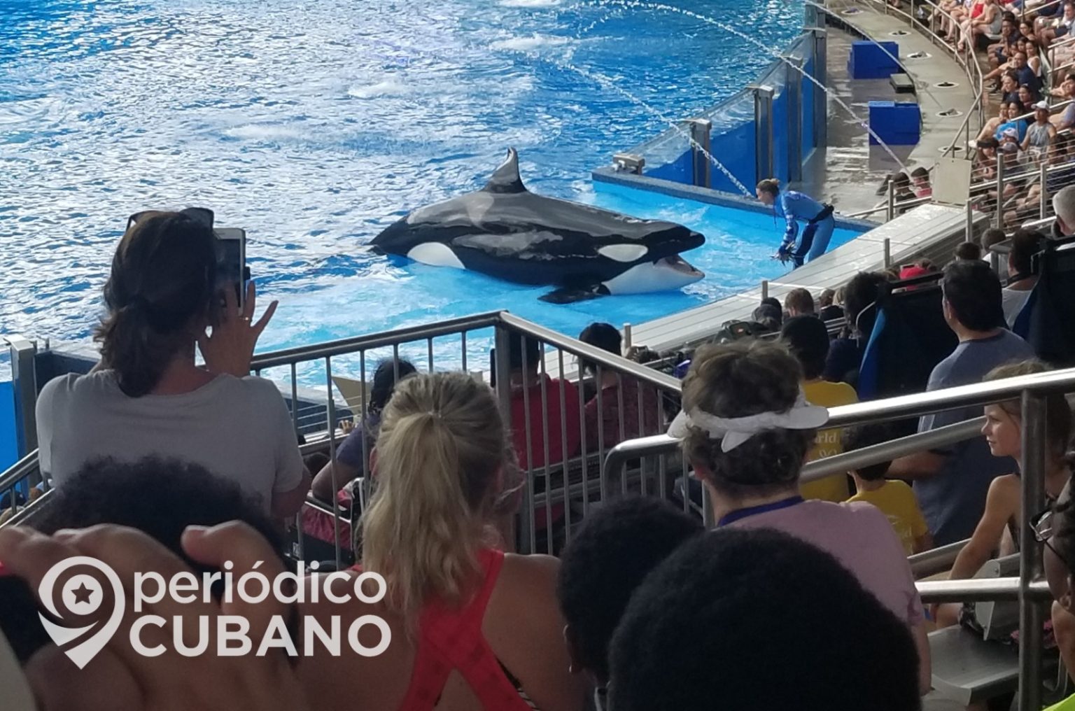Historias de Willy, Shamu, Tilikum y Lolita las orcas más famosas del mundo