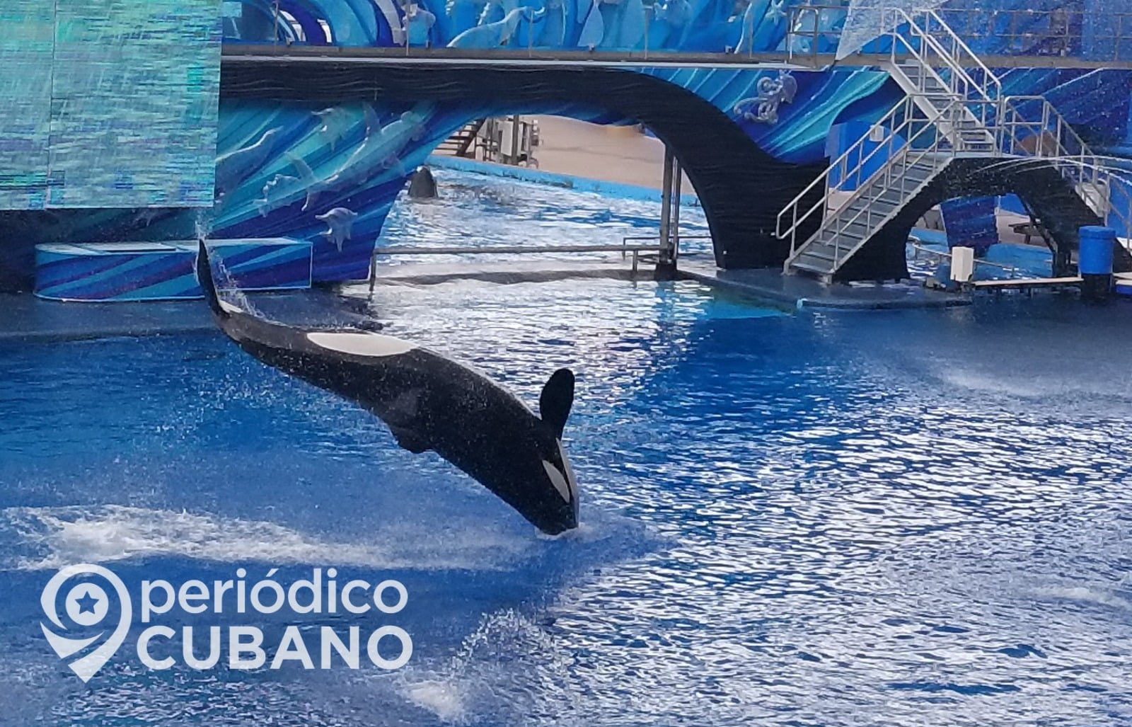 Historias de Willy, Shamu, Tilikum y Lolita las orcas más famosas del mundo