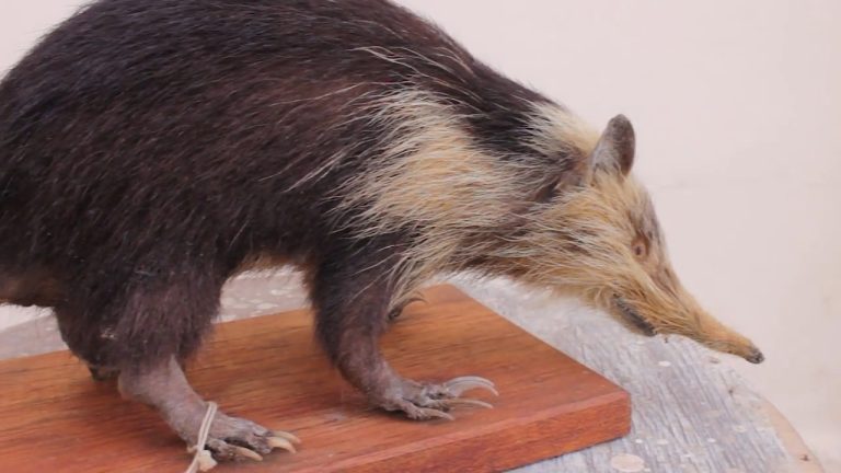 Las 10 especies de la fauna cubana que están al borde de la extinción