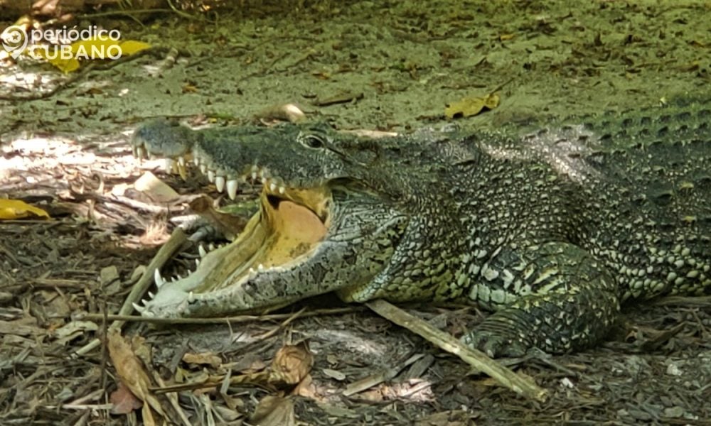 El Chulo: biografía del reguetonero cubano Abel Díaz Rodríguez