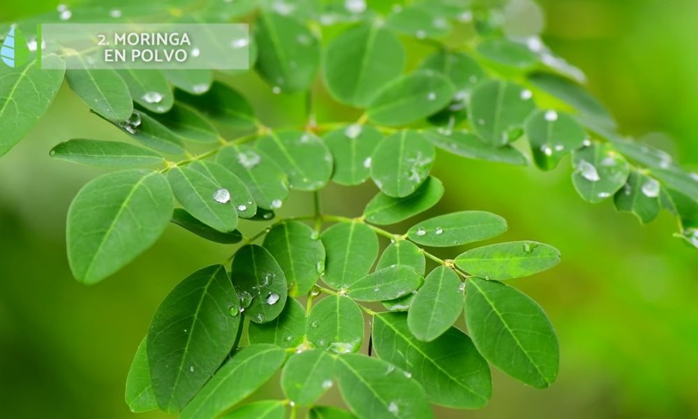 Cuba inaugura la primera planta para procesar polvo de moringa