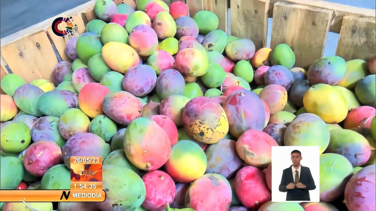 Inicia en junio la exportación de 20 toneladas de mangos cubanos a Rusia