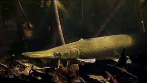 Las 10 especies de la fauna cubana que están al borde de la extinción