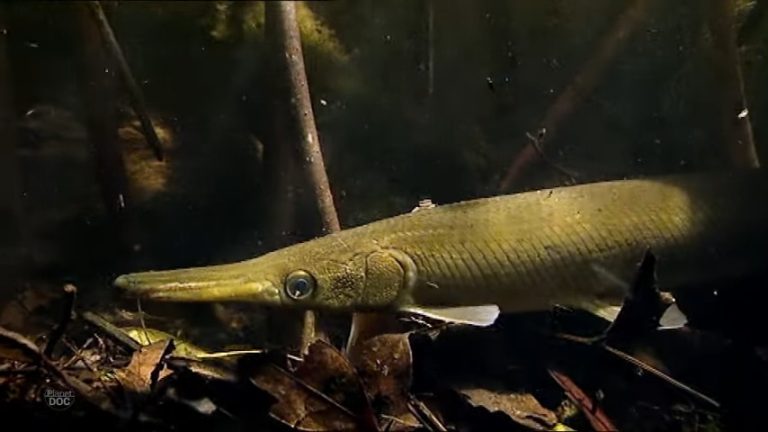 Las 10 especies de la fauna cubana que están al borde de la extinción