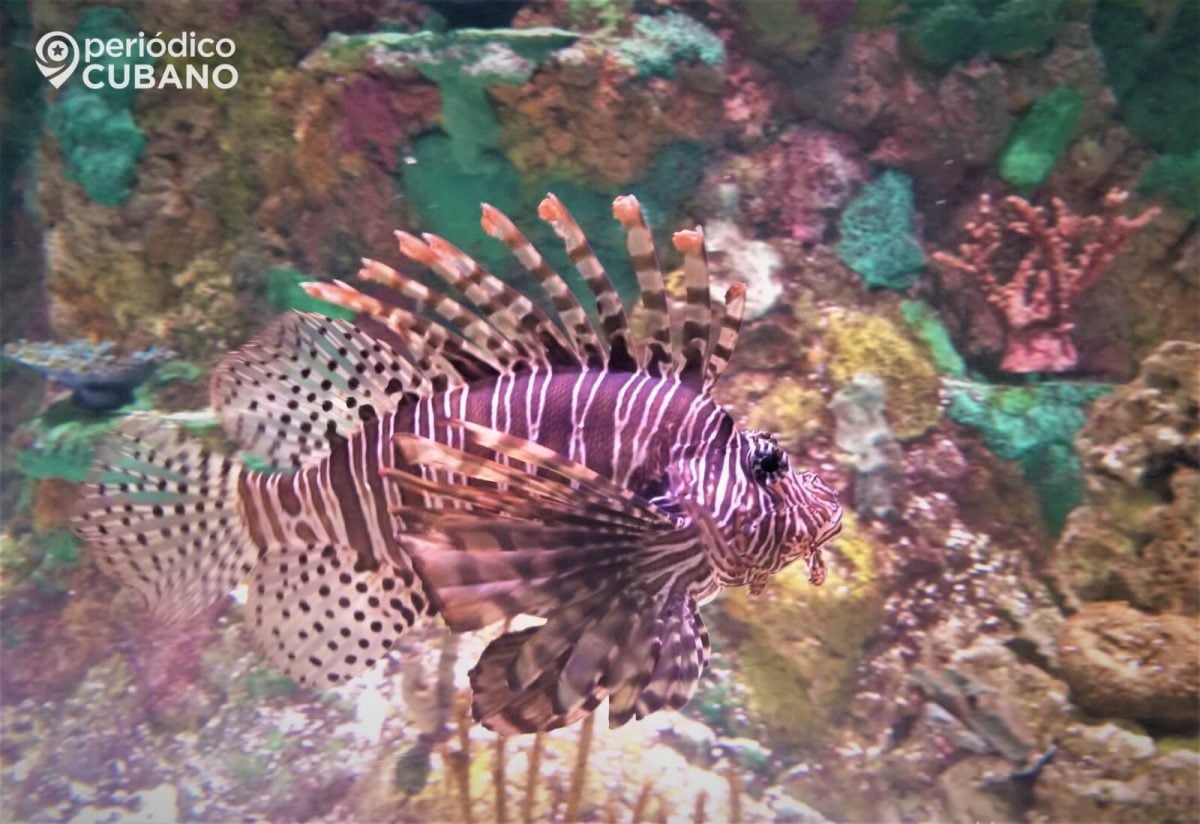 Investigadores finalizan el mapeo de arrecifes, cenotes y blue holes de ...