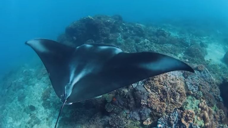Bañista de Florida sufre sorprendente picadura de una raya venenosa
