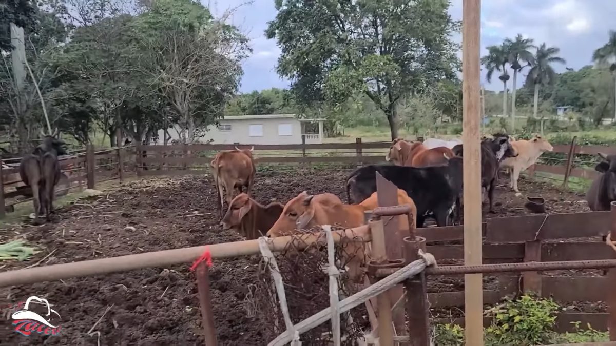 Incumplen por más 25 millones de litros de leche el plan productivo en ...