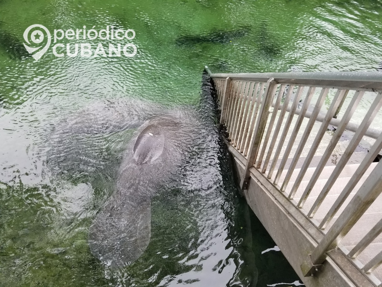 Preocupación por avistamiento de manatí en río Almendares: “No se lo coman”