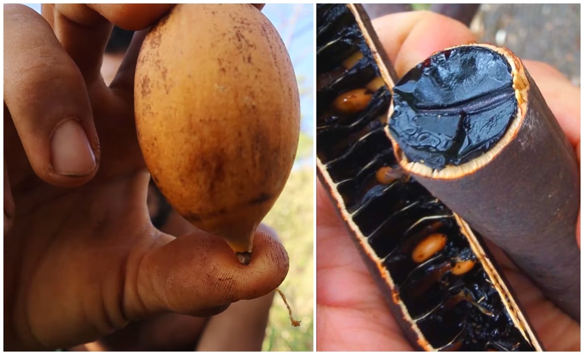Proponen a los cubanos alimentarse de caña fístula, corojos, verdolaga ...