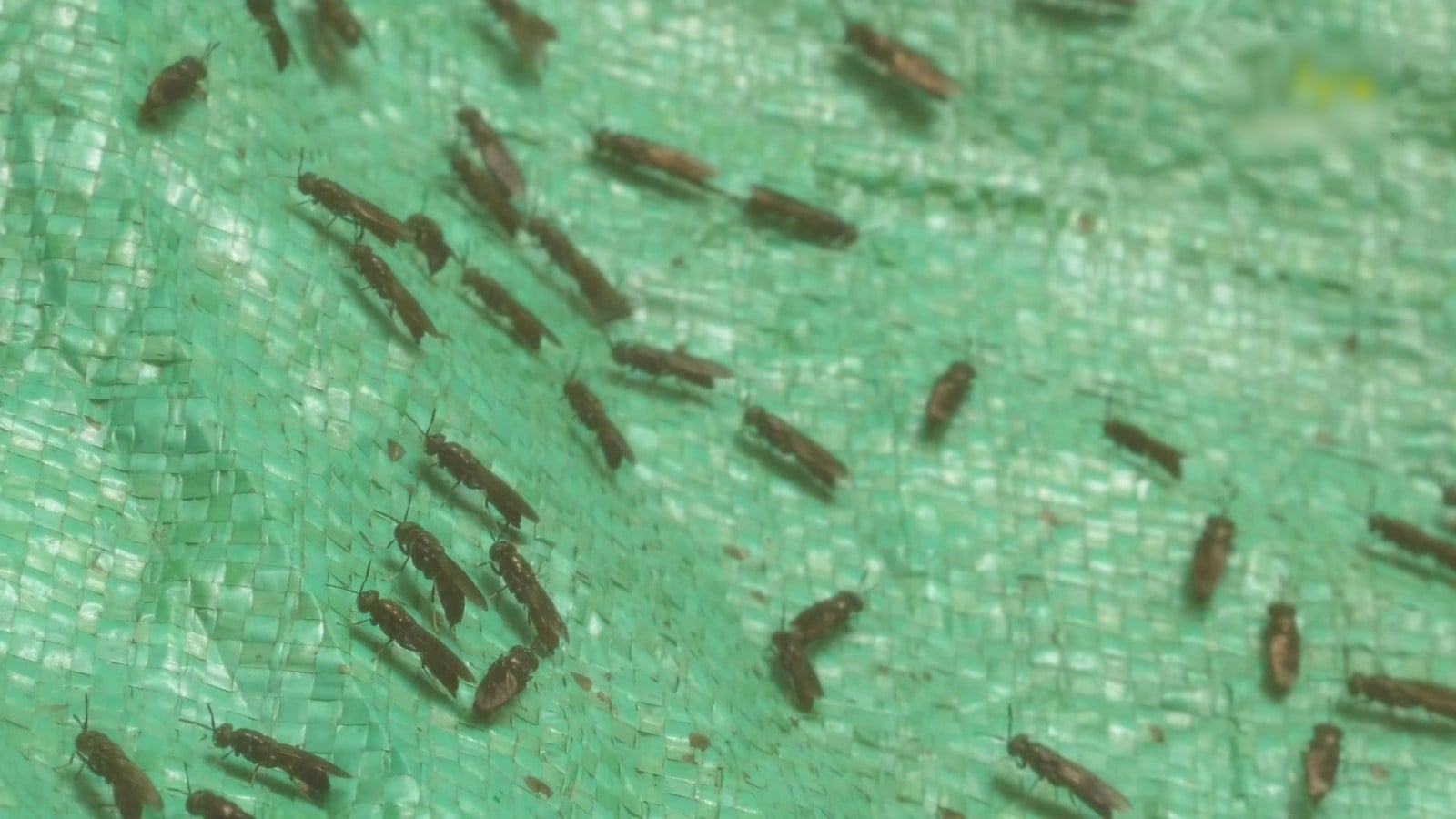 Comienza en Cuba la cría de la mosca soldado negro como fuente de proteína