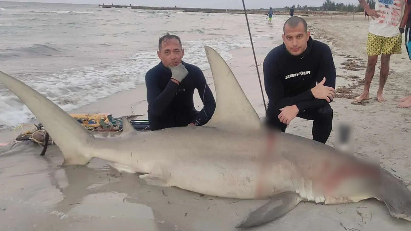Pescadores cubanos capturan un tiburón martillo al norte de La Habana