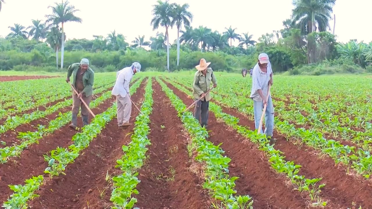 Gobierno culpa a los campesinos cubanos por desabasto de comida al ...