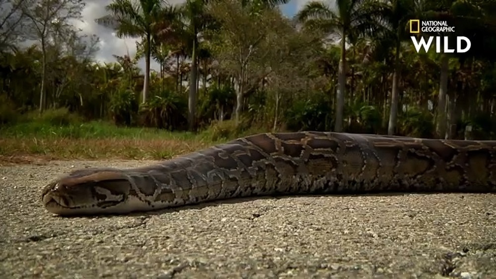 Python Challenge 2024 ofrece premios de hasta 10.000 dólares en Florida