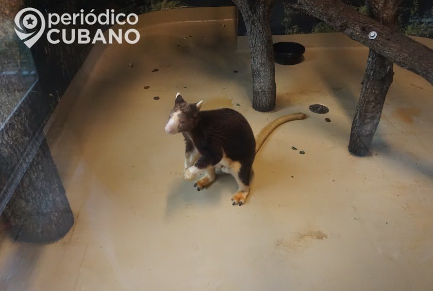Primeros avistamientos de una cría de canguro arborícola en el ...