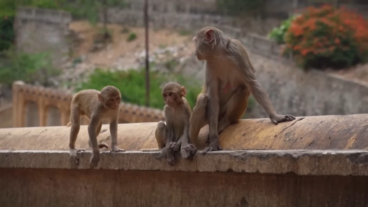 Escapan más de 40 monos de un laboratorio en Carolina del Sur: “cierren ...
