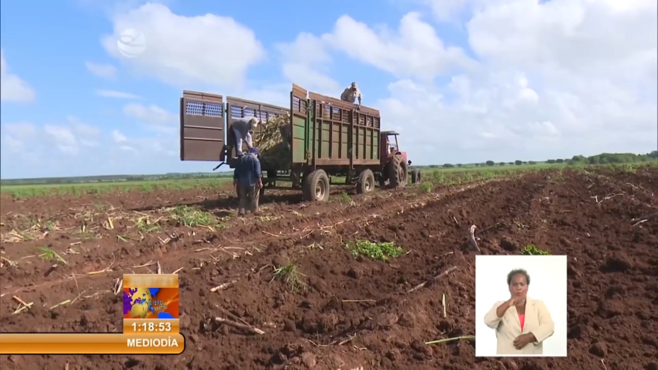 Solo se ha sembrado el 24% de la caña para la próxima zafra azucarera