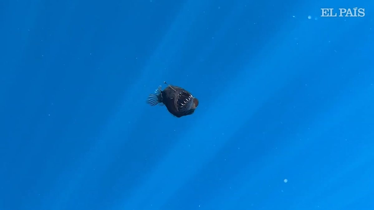 Histórico avistamiento: graban por primera vez un pez diablo negro en ...