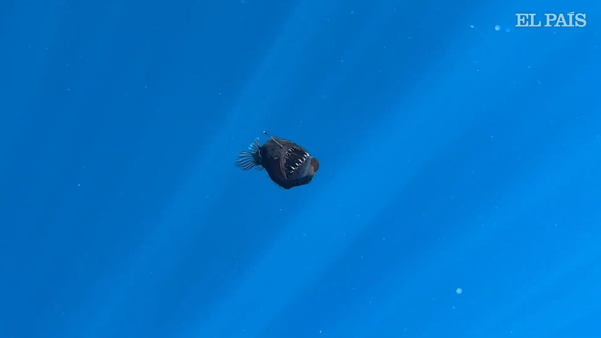 Histórico avistamiento: graban por primera vez un pez diablo negro en ...