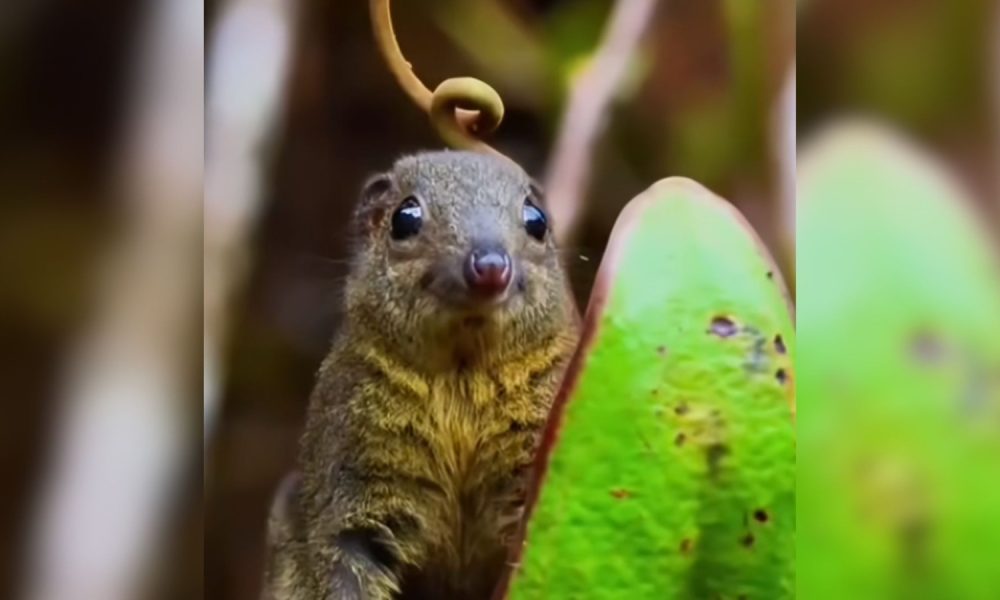 Este es el único animal salvaje que necesita un baño