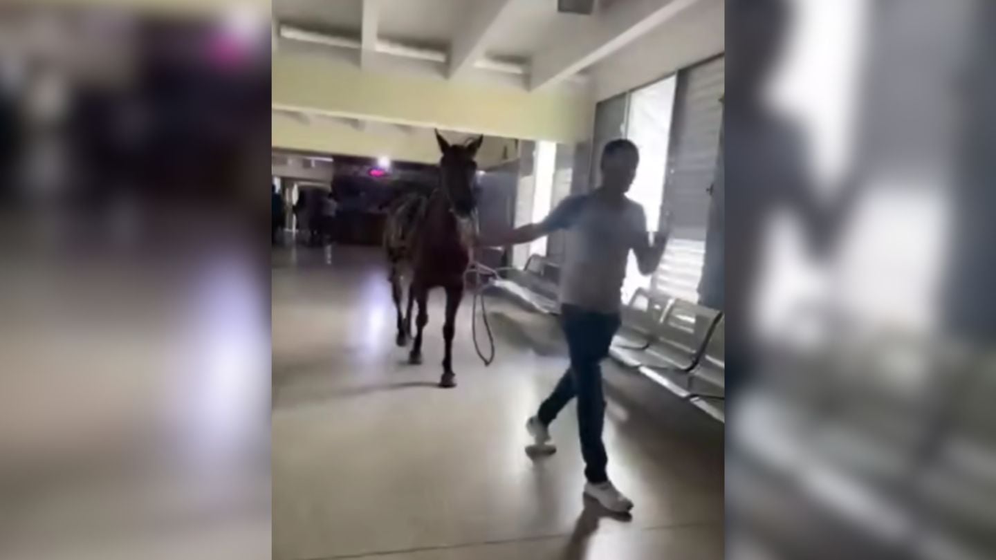 Hombre entra en un caballo al pasillo principal de un hospital de Villa Clara