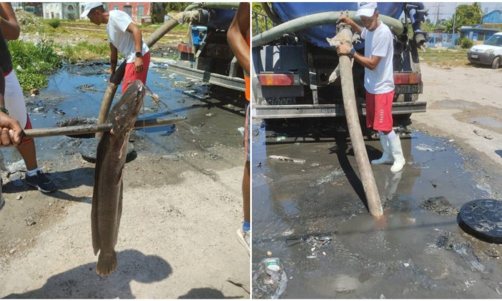 Extraen enorme claria de una alcantarilla en La Habana