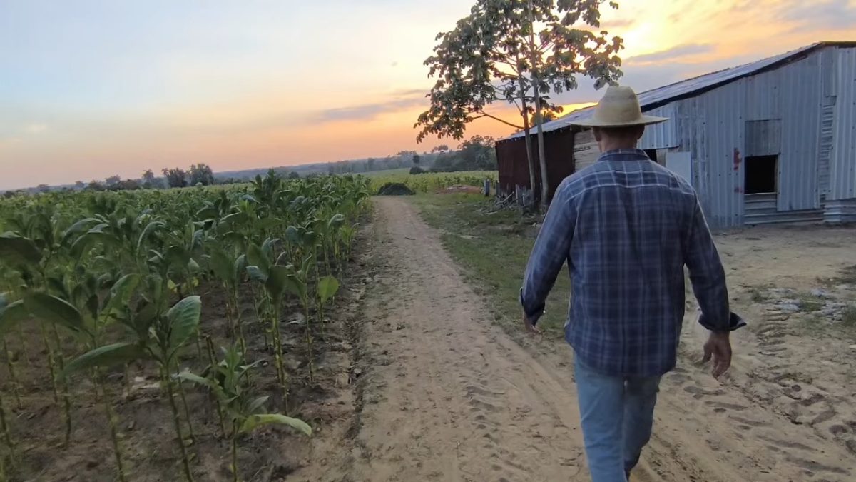 Pinar del Río pierde más de 385 hectáreas de tabaco por la crisis ...