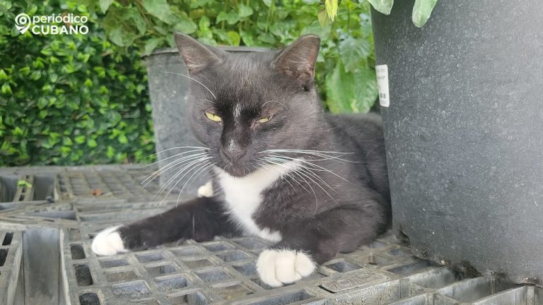 Animalistas alertan por posibles casos de gatos con rabia en La Habana
