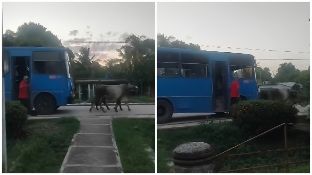 Bueyes tirando de una guagua Girón en Cuba: la postal de un país ...