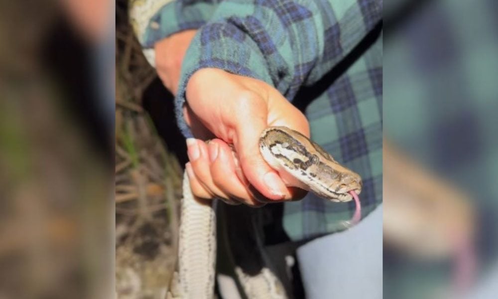 Influencer Taylor Stanbery gana el Florida Python Challenge 2025 al ...