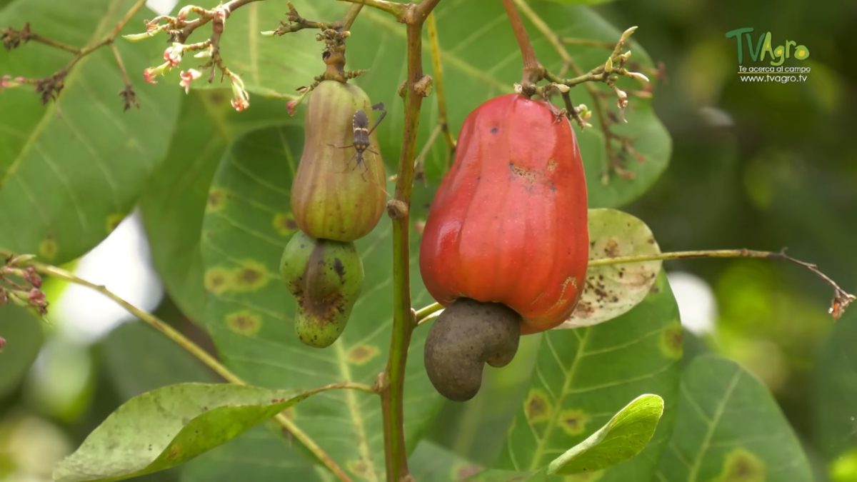 Vietnam invertirá más de 50 millones de dólares en producir marañón en Cuba