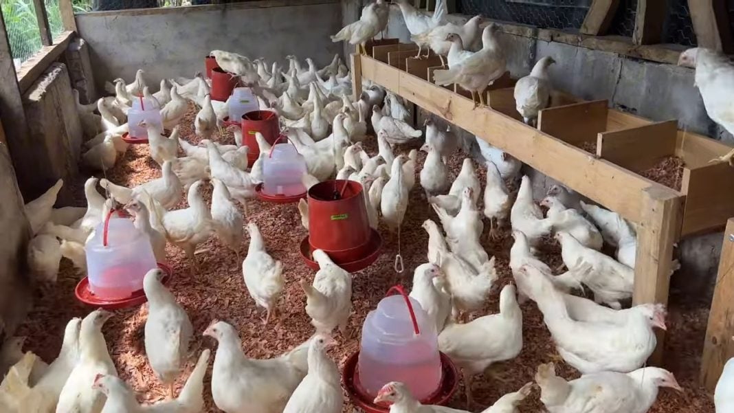 Cuba prueba nuevo alimento para gallinas que promete “huevos más ...