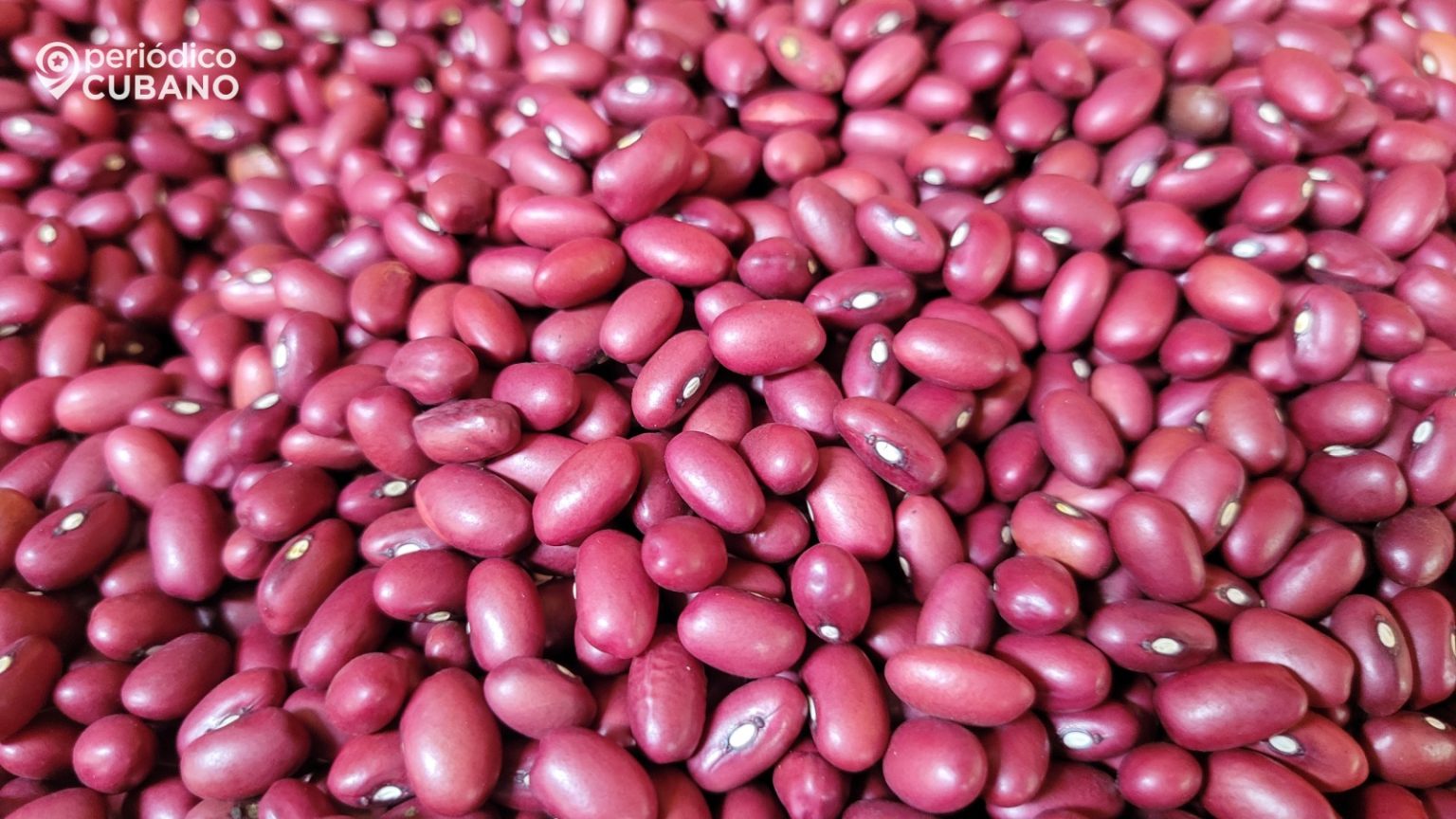 Bodegas cubanas inician la venta de dos libras de frijoles nacionales a ...
