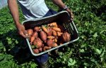Nuevos clones de boniato en Cuba: otro anuncio agrícola que no llega a ...